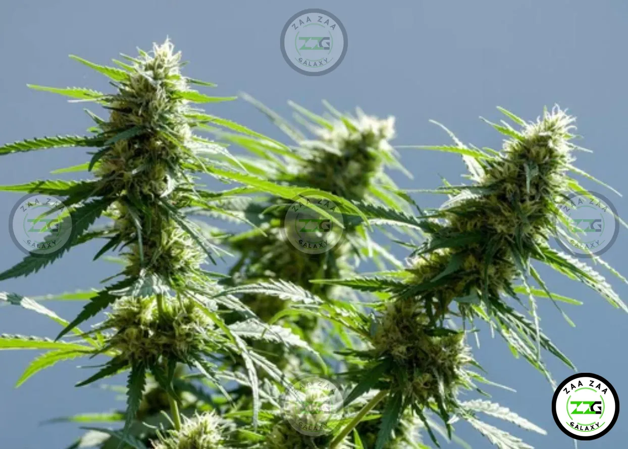 Forbidden Z Cannabis in DC | Zaa Zaa Galaxy | Cannabis Dispensary DC