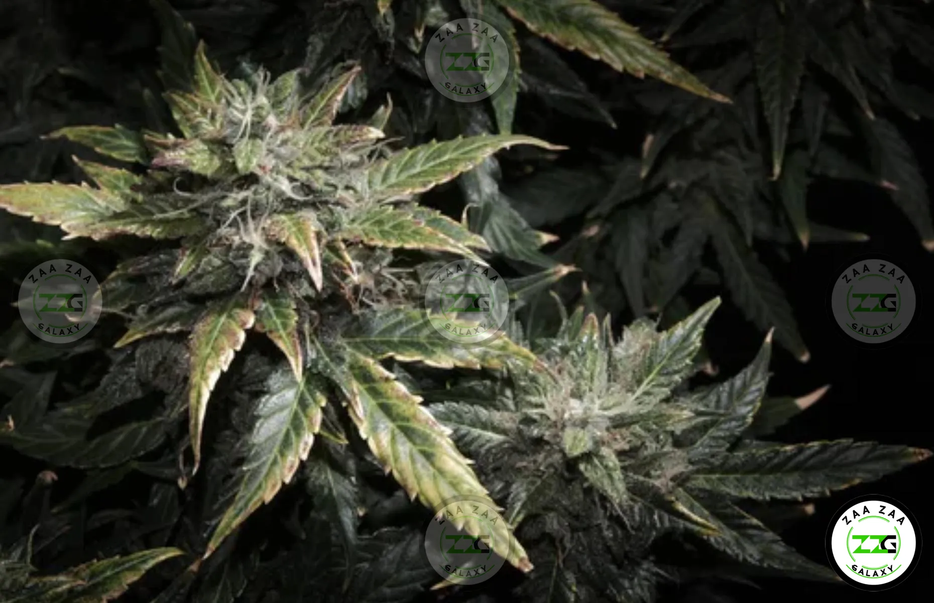Ghost Vapor Cannabis in DC | Zaa Zaa Galaxy | Cannabis Dispensary DC