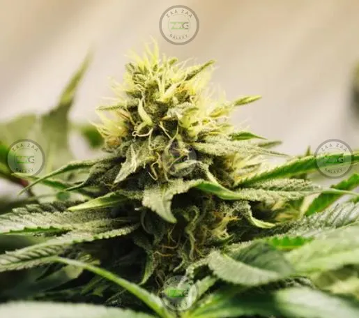 Lemon Poppers Cannabis in DC | Zaa Zaa Galaxy | Cannabis Delivery DC