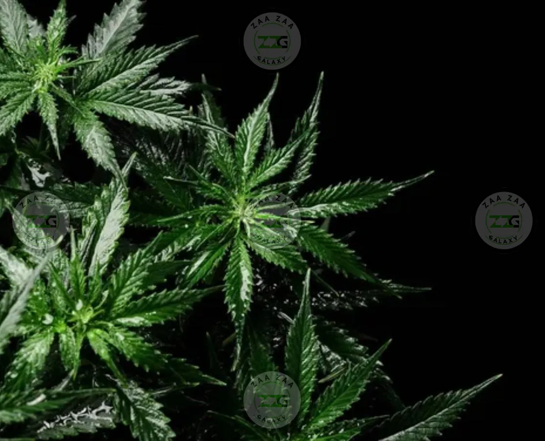 Northern Lights Cannabis in DC | Zaa Zaa Galaxy | Cannabis Delivery DC