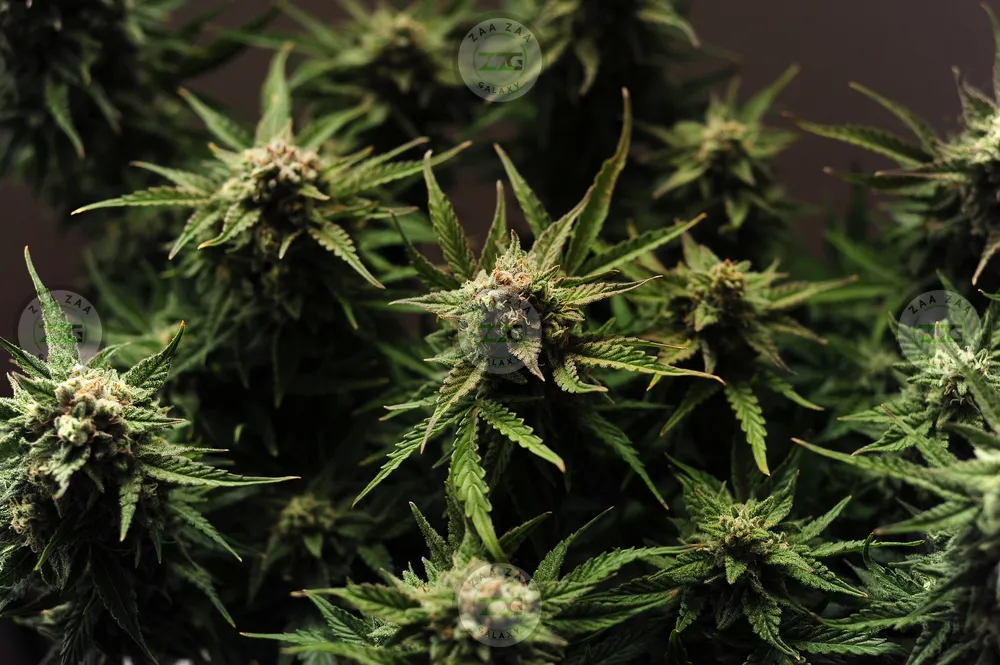 Bubblegum X Permanent Marker Cannabis in DC | Zaa Zaa Galaxy