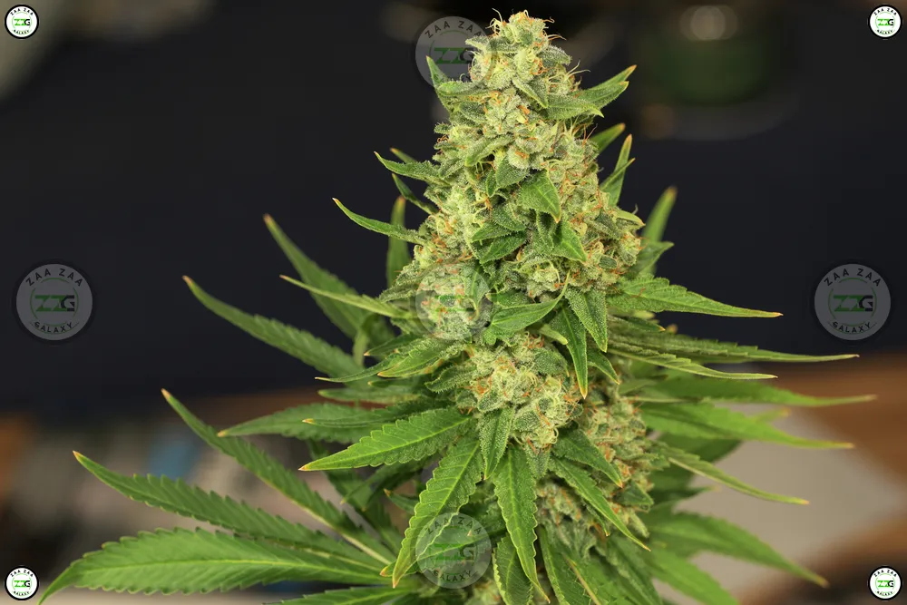 Astro Candy Cannabis in DC | Zaa Zaa Galaxy DC | Cannabis Delivery DC